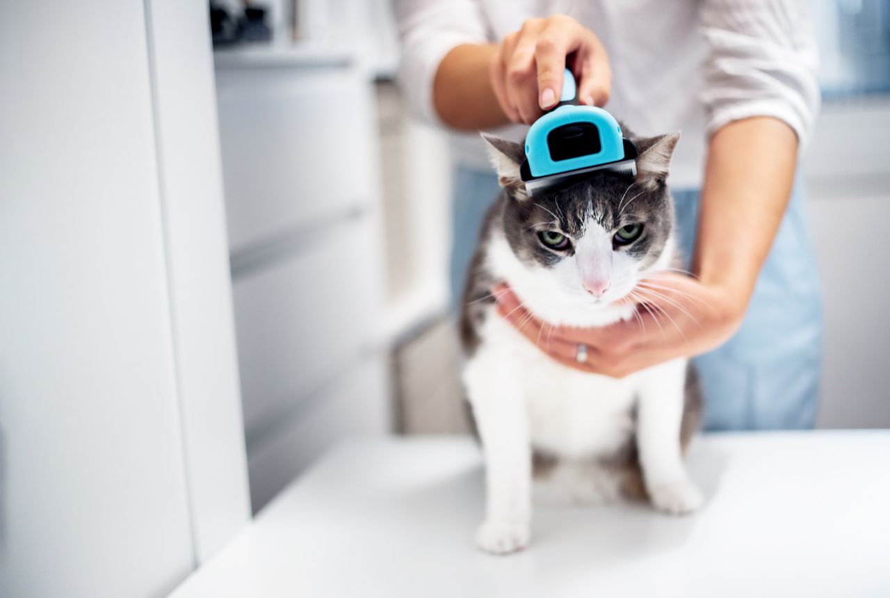 Careers - We Are Hiring Cat Caretaker & Cat Groomer - The Tails Zone