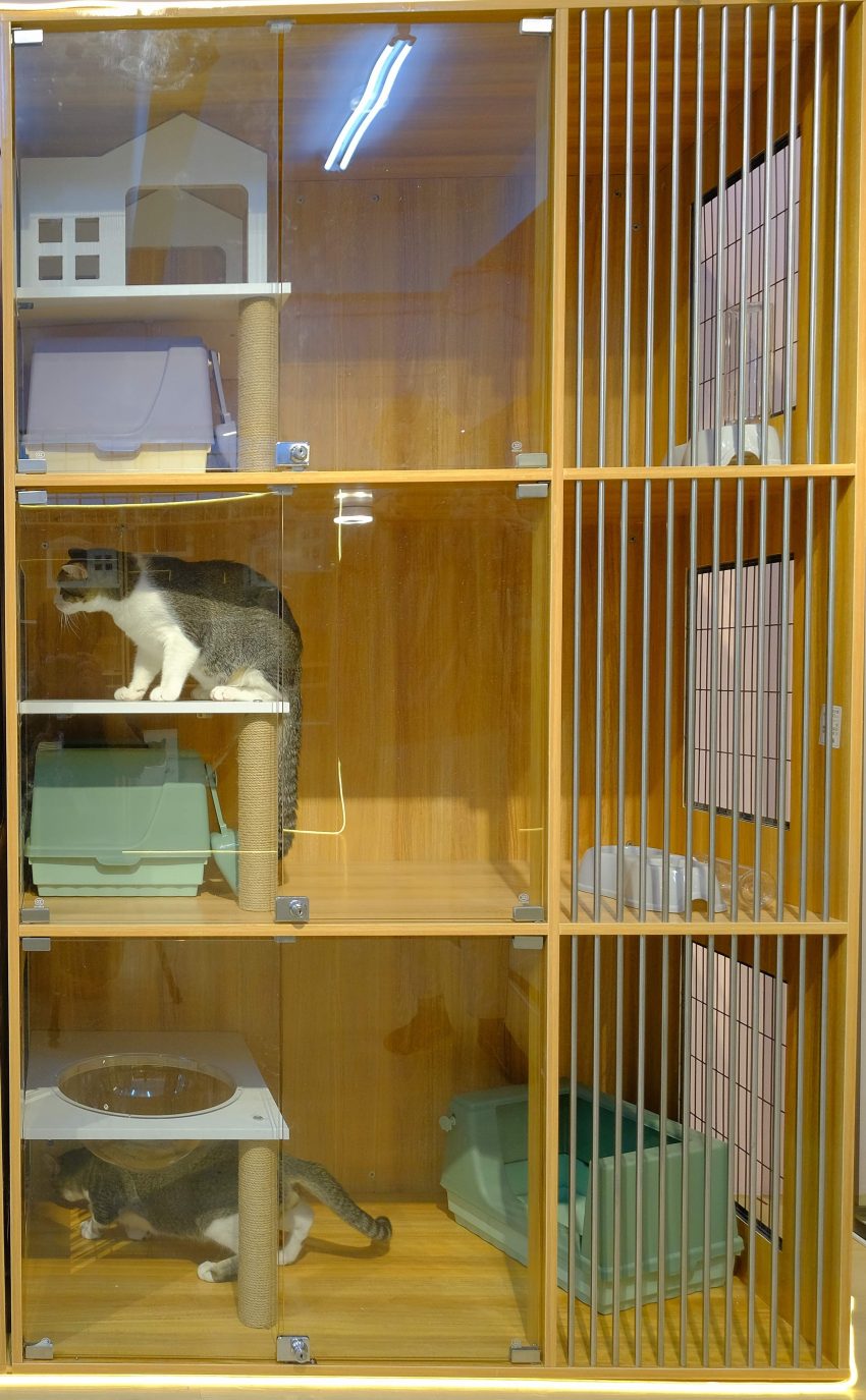 Premium Cat Hotel in Kuala Lumpur - Malaysia - The Tails Zone